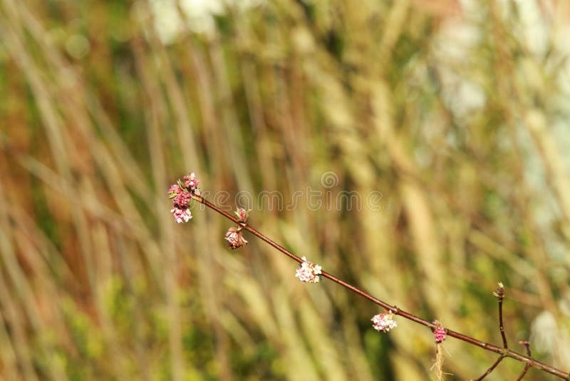 Single Branch with Blossom on it Stock Photo - Image of environment ...