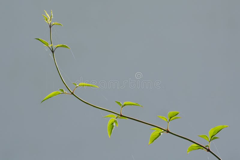 Single Branch of Climbing Plant Stock Image - Image of flora, nature ...