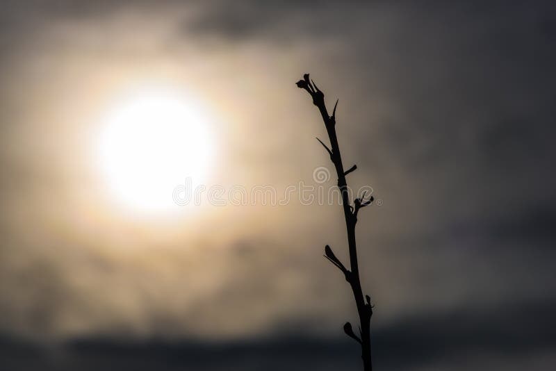 Single Branch and Faded Sun Stock Photo - Image of autumn, nature: 82389706