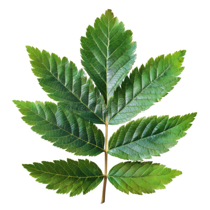 A Single Branch of Green Leaves on Black Background Stock Illustration ...