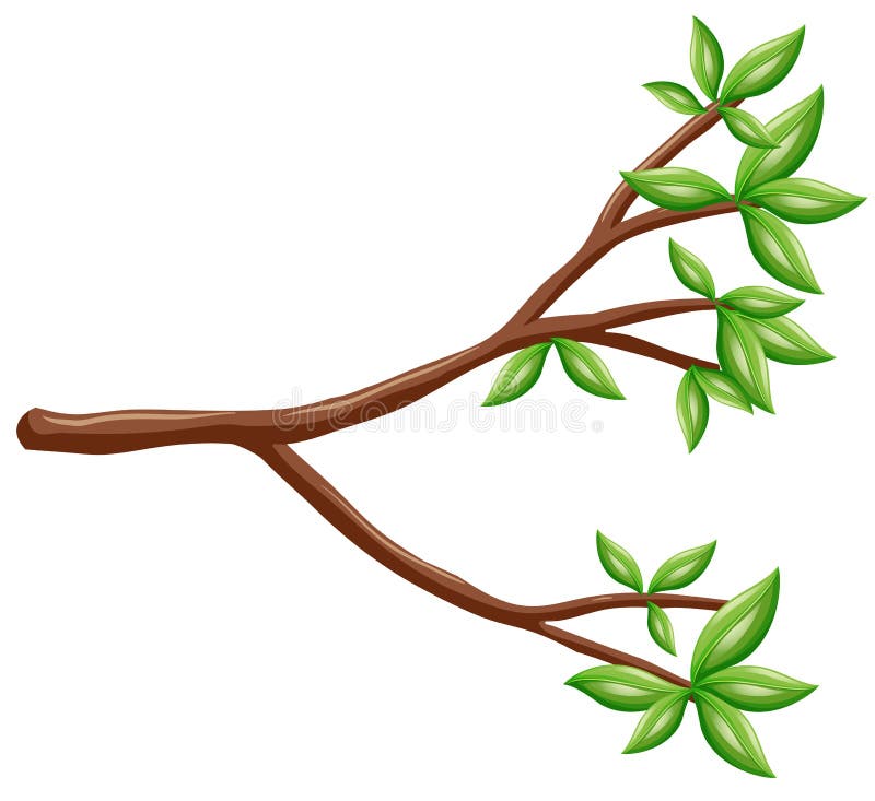 Single Branch with Green Leaves Stock Vector - Illustration of branch ...