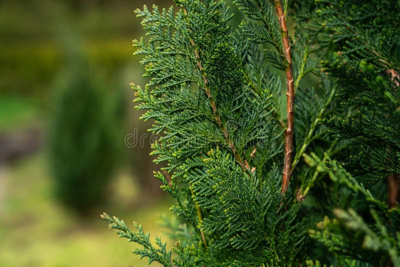 Single Branch of a Lush Green Arborvitae Tree Stock Image - Image of ...