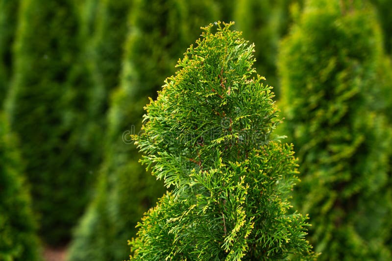 Single Branch of a Lush Green Arborvitae Tree Stock Photo - Image of ...