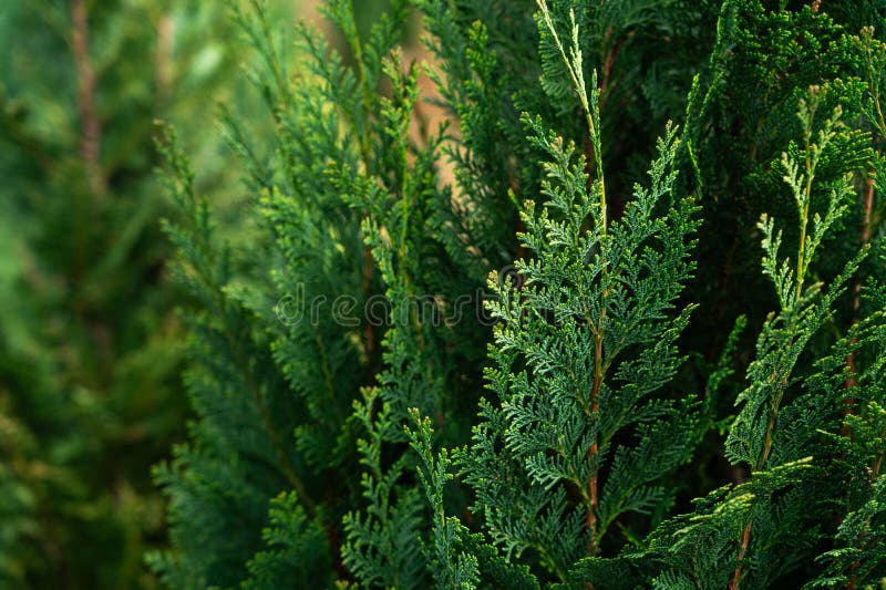 Single Branch of a Lush Green Arborvitae Tree Stock Image - Image of ...