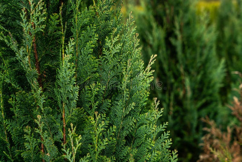 Single Branch of a Lush Green Arborvitae Tree Stock Photo - Image of ...