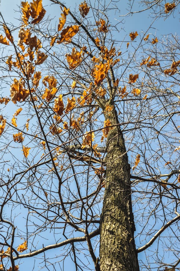 Single Branch of a Blossoming Japanese Cherry Against a Blue Sky Stock ...