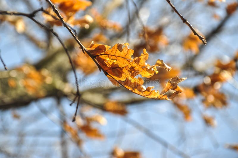 Single Branch of a Maple Tree with Orange Yellow Leaves in the Fall ...