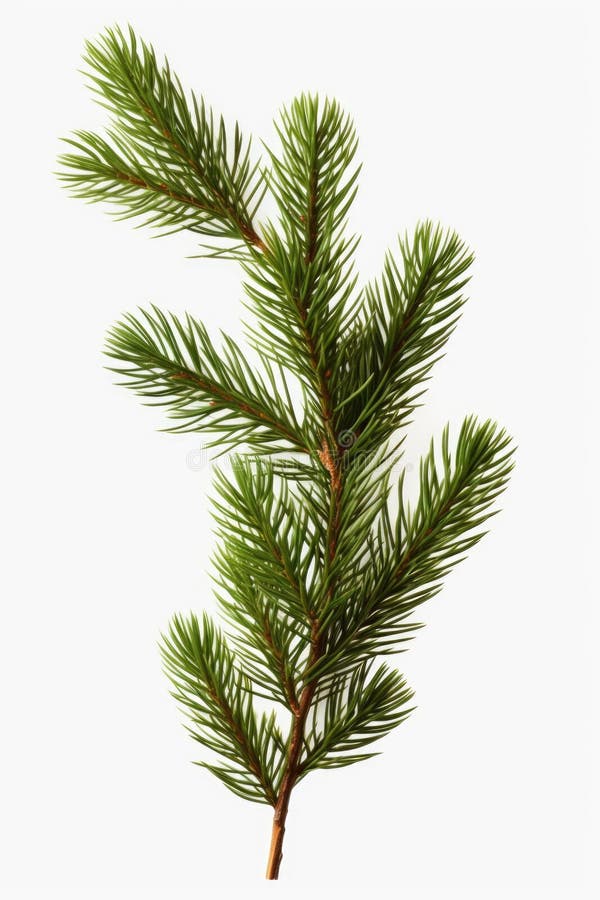 A Single Branch of a Pine Tree on a Clean White Background. Perfect for ...