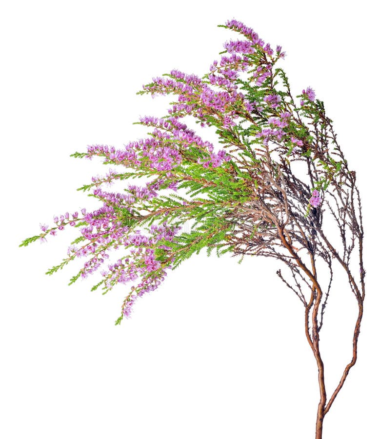 Blossoming Heather Branch Isolated on White Stock Photo - Image of ...