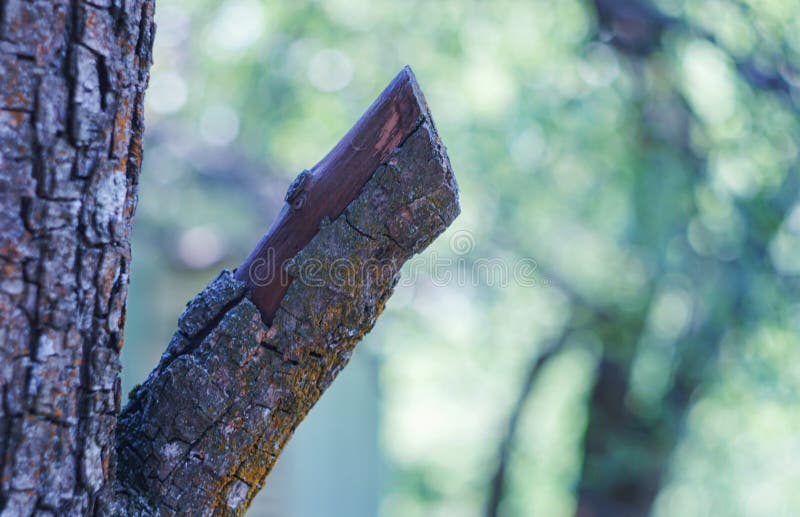 Single Branch Pruned Pine Tree Stock Image - Image of outdoor, season ...