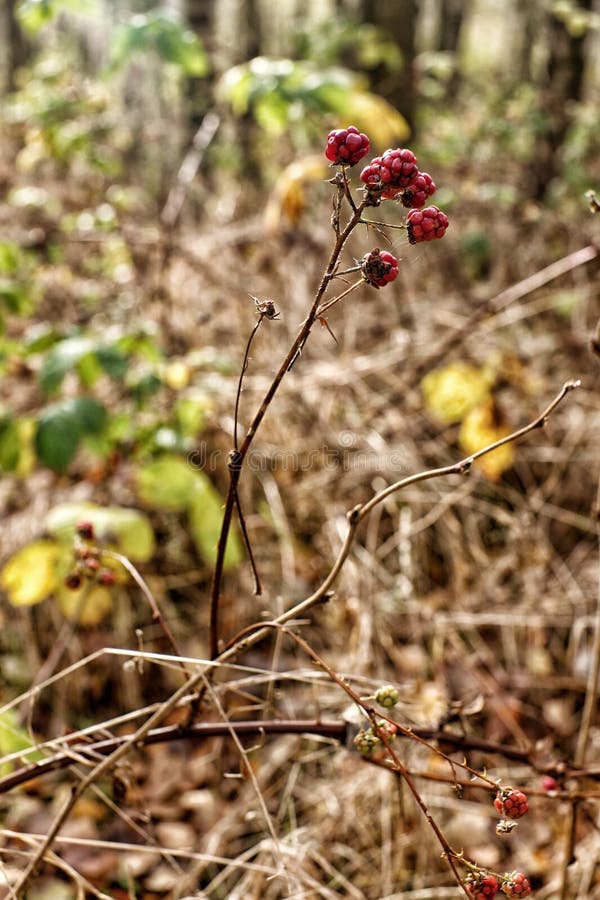 Single Branch of Raspberry Canes with Fruits on Top Stock Photo - Image ...