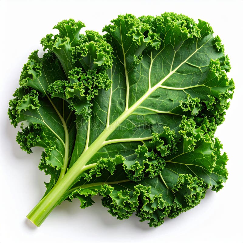 Single Bright Green Kale Leaf on White Background Perfect for Health Content Stock Illustration ...
