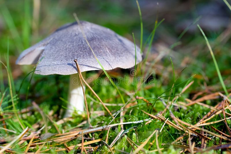 Single Mushroom in the Moss Stock Photo - Image of single, season ...