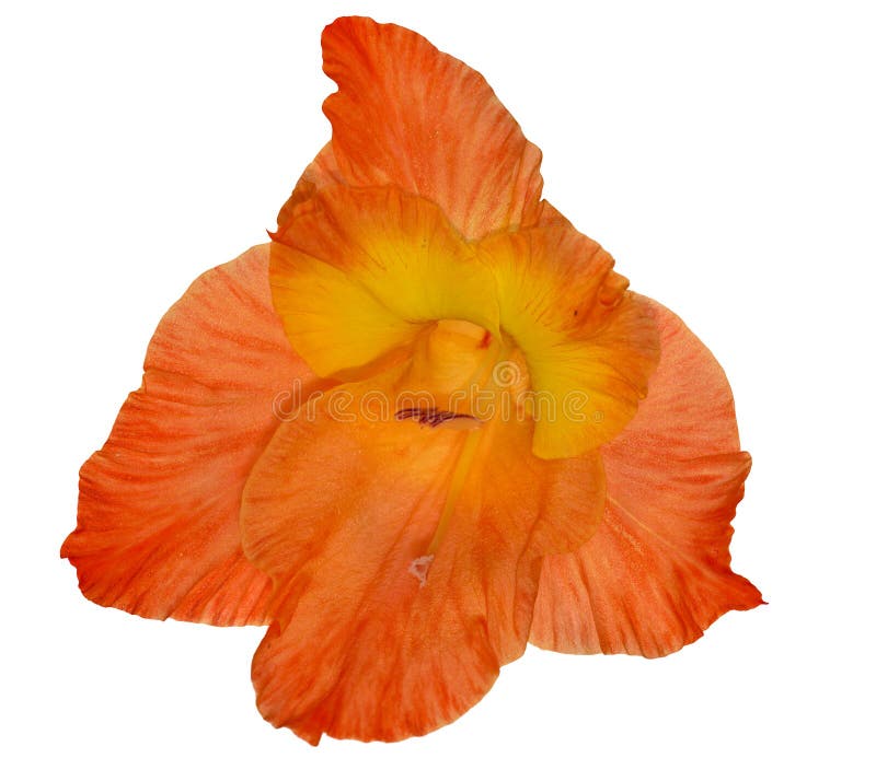 Bright Lilac Single Isolated Violet Flower Stock Image - Image of pink ...