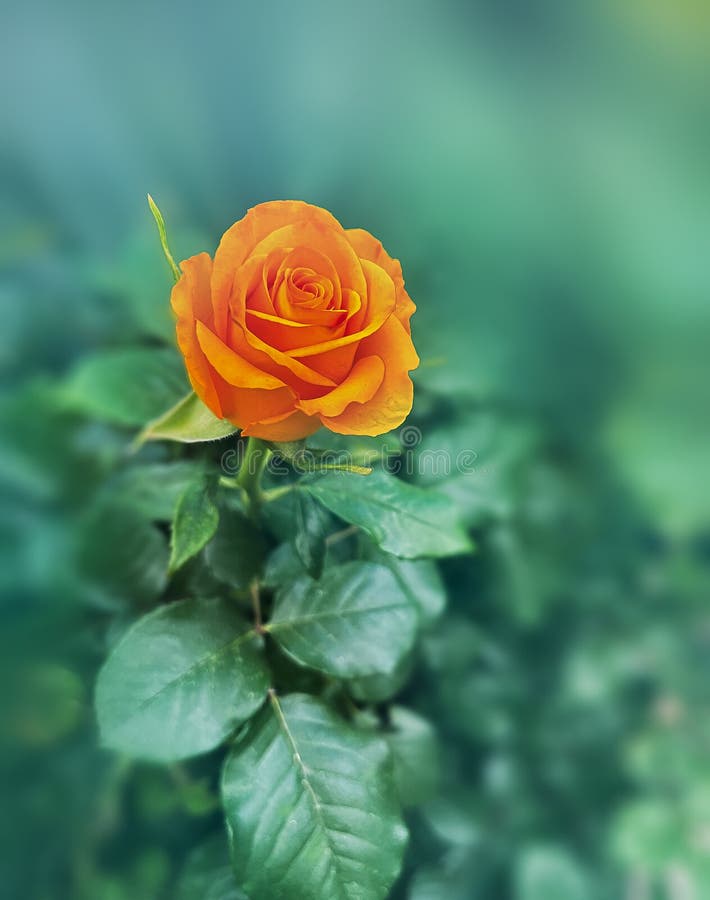 Single Bright Orange Rose stock image. Image of bloom - 250307207