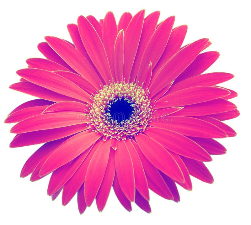 Single bright pink gerbera stock image. Image of floral - 66392887