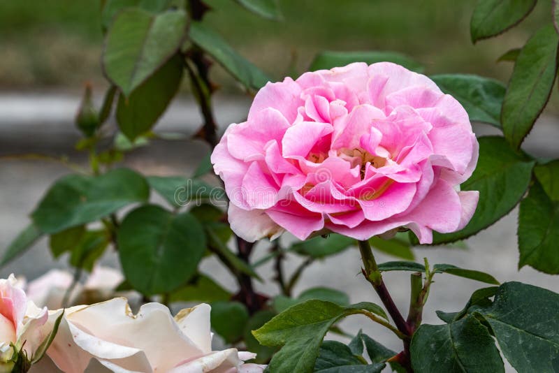 A single bright pink rose stock photo. Image of rose - 122243342