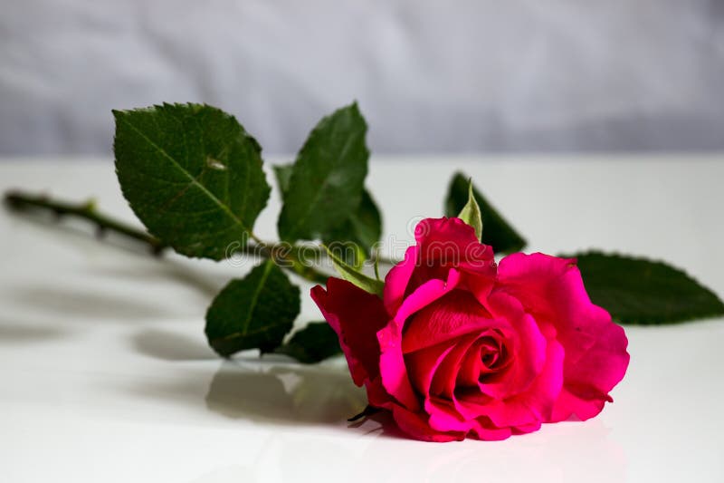 Single bright pink rose stock image. Image of single - 66705927