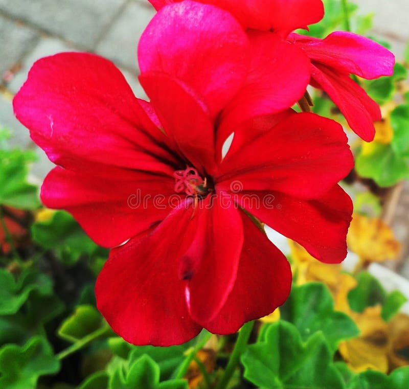 Single Bright Red Geranium Flower Stock Illustration - Illustration of ...
