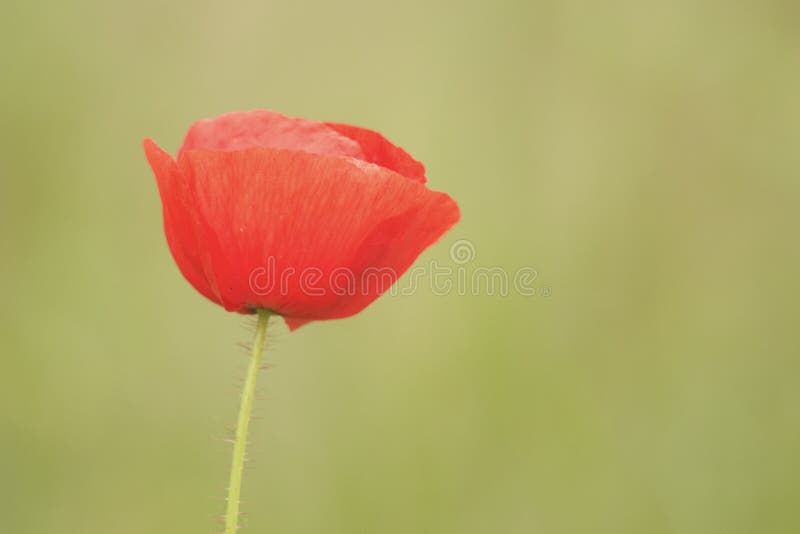 A Single Stem with a Red Poppy Stock Photo - Image of growing, orange ...