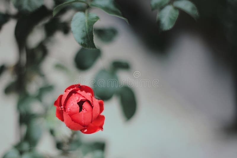 Single Bright Red Rose on Blurred Background with Dark Green Leaves ...