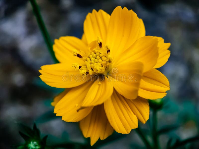 Single Bright Yellow Cosmos Flower Closeup Shoot Stock Image - Image of ...
