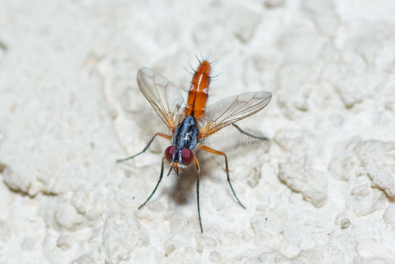 Single Bristle Fly on a Wall, Genus Cylindromyia Stock Photo - Image of ...