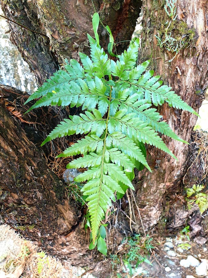 A Single Broad Beech Fern or Phegopteris Hexagonoptera. a Common Fern ...