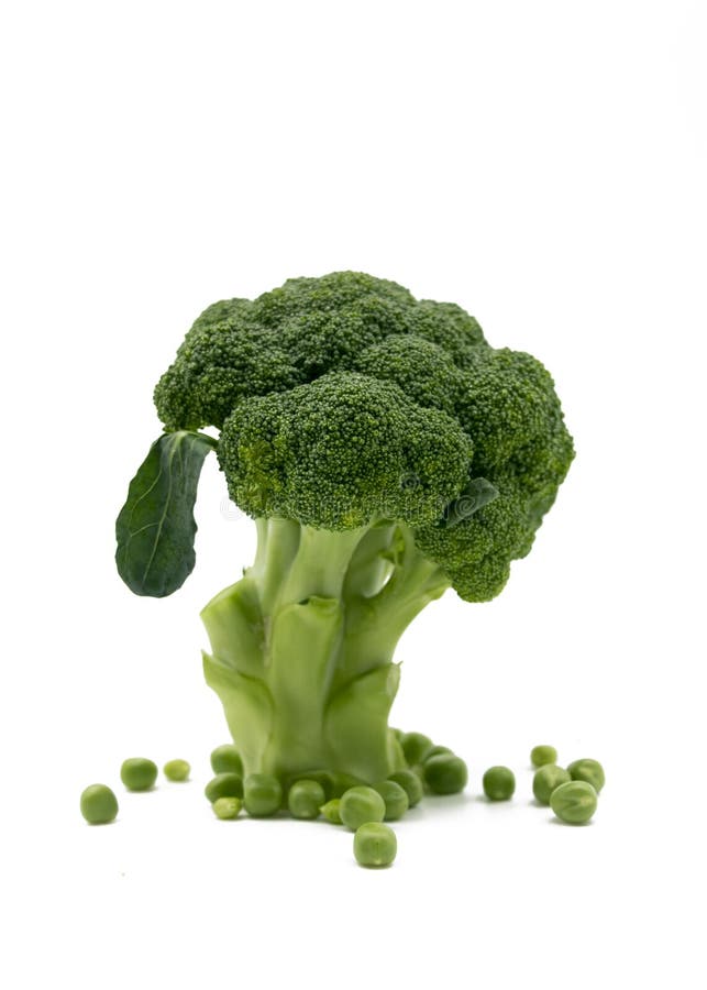 A Single Broccoli Isolated on White Background Stock Image - Image of ...