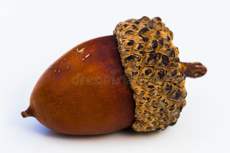 Single Brown Acorn Macro stock image. Image of close - 100758435