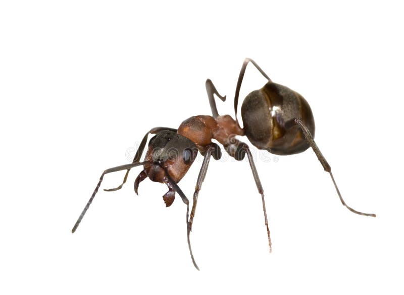 Ants Connecting with Antennas To Create Network Stock Image - Image of ...