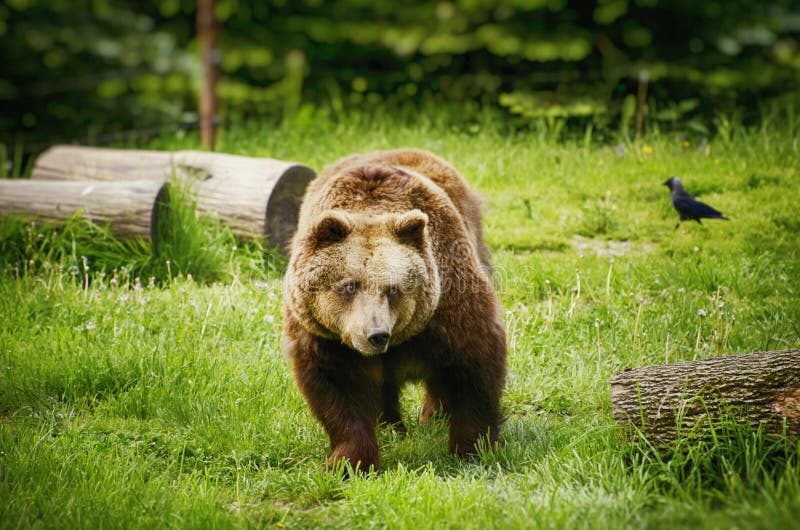 Single Brown Bear at Grass stock photo. Image of ursus - 100225922