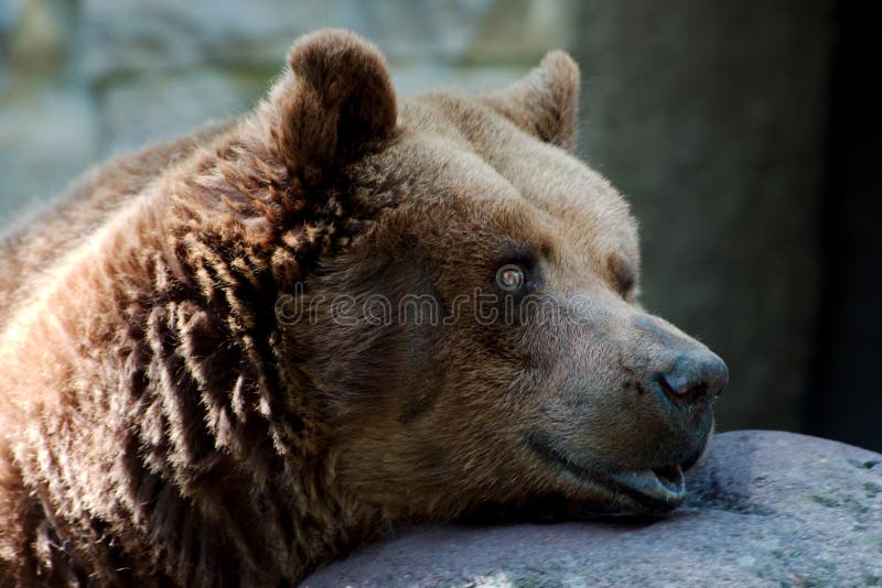 Single brown bear stock photo. Image of mammal, wildlife - 99232676
