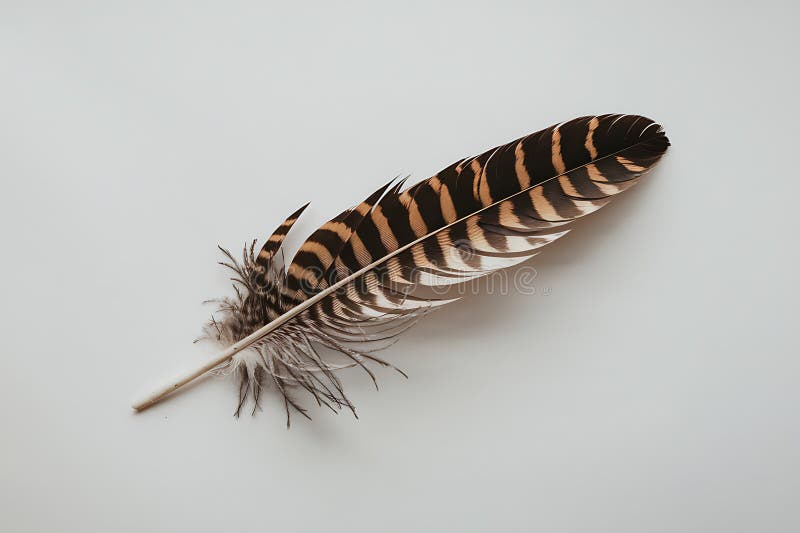 Single Brown and Black Striped Bird Feather on White Stock Illustration ...