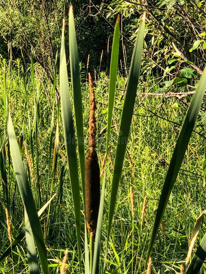 Single Brown Cattail in Field at Nature Center Stock Image - Image of ...