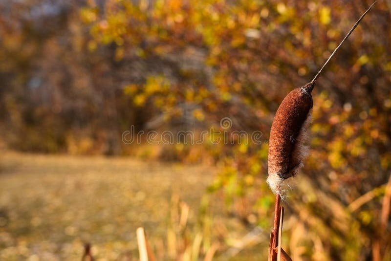 Single Brown Cattail stock image. Image of close, color - 129861561