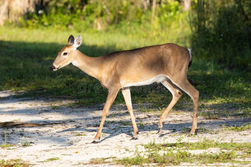 Single Brown Deer Walking on the Green Grass. Stock Photo - Image of ...