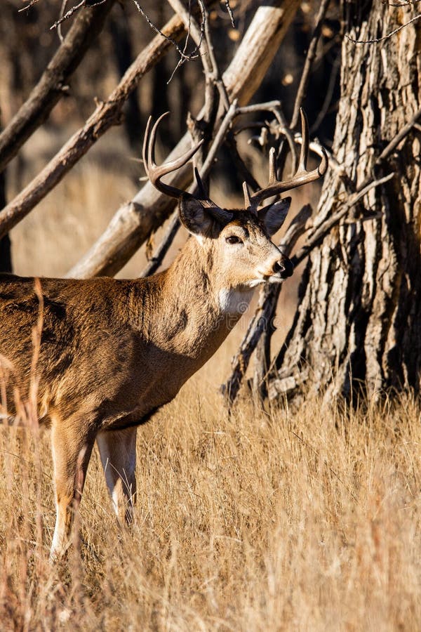 Single Brown Deer in the Yellow Field. Stock Image - Image of yellow ...