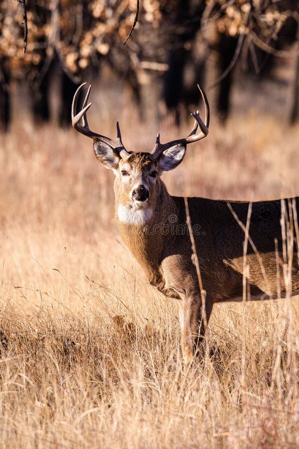 Single Brown Deer in the Yellow Field. Stock Image - Image of animal ...