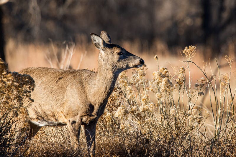 Single Brown Deer in the Yellow Field. Stock Image - Image of brown ...