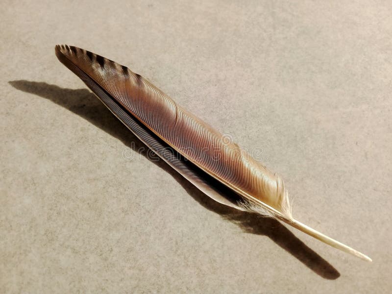 Single Brown Feather Isolated on the Floor. Stock Photo - Image of ...