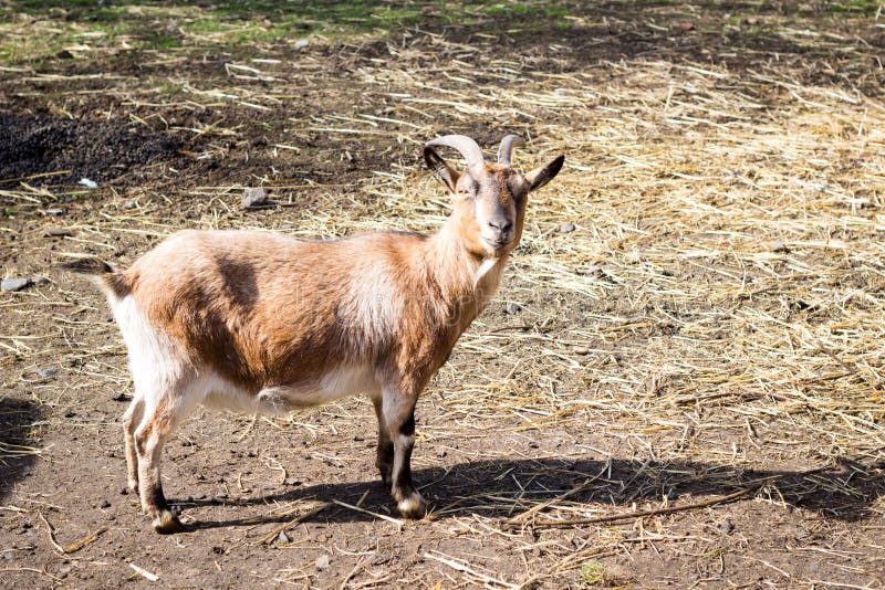 Single Brown Goat Looking at the Camera Stock Image - Image of brown ...