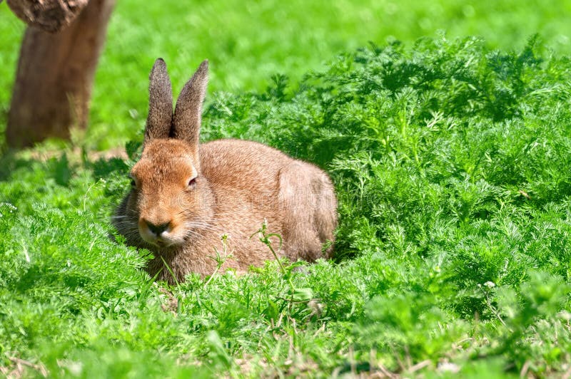 Single Brown Hare Sitting on the Green Grass Under the Sun Stock Photo ...
