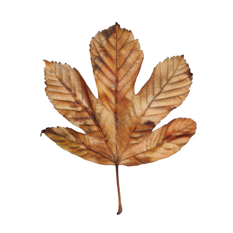 A Single Brown Leaf with Five Lobes and Visible Veins Stock Image ...