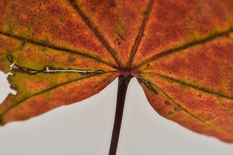 A Leaf Has Fallen on the Stem Against a Grey Background Stock Photo ...