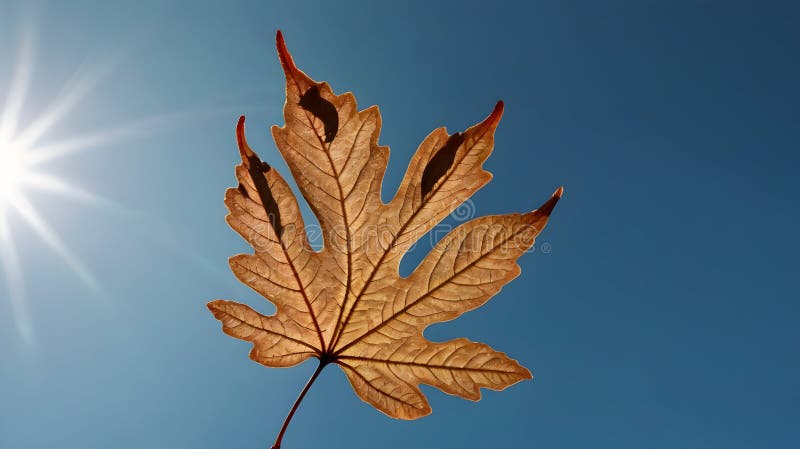 A Single Brown Leaf Held Against a Clear Blue Sky with Bright Sun Rays ...
