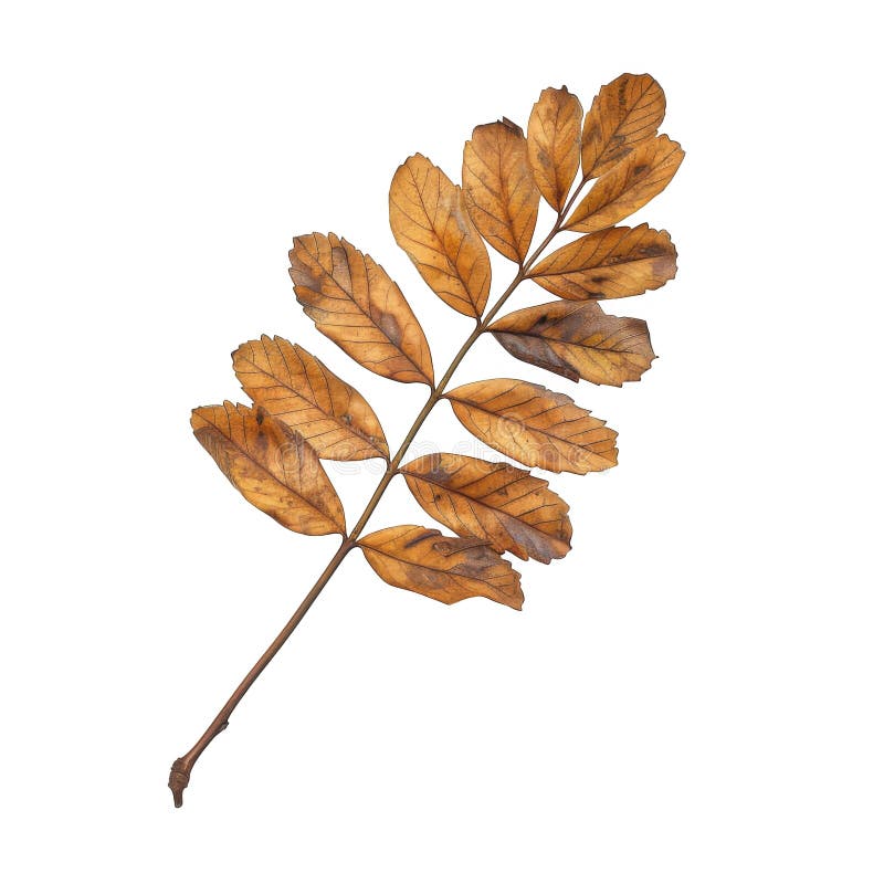 Single Brown Leaf with Visible Veins Stock Photo - Illustration of ...