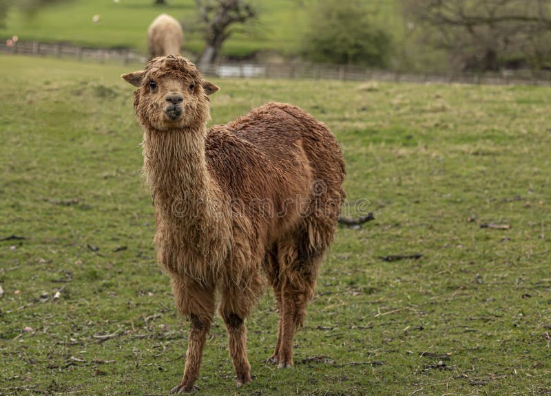 Single Brown LLama with a Wet Coat Stock Image - Image of mountain ...