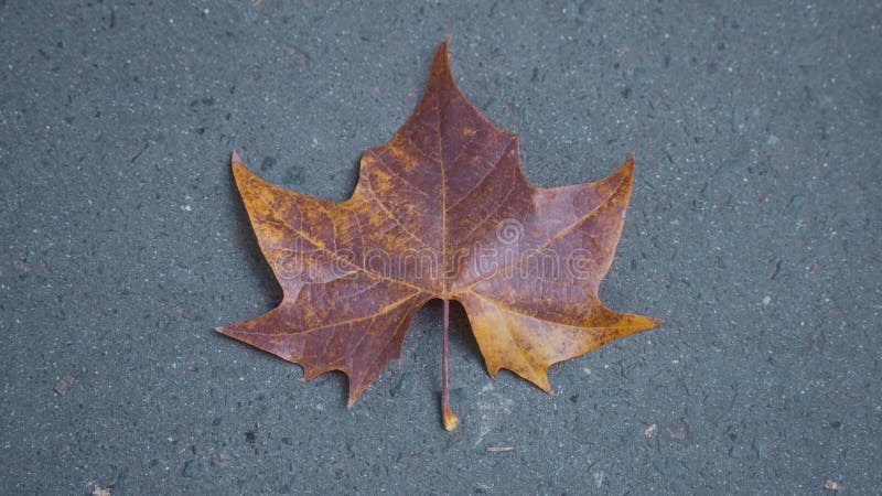 Single Maple Leaf on the Ground Stock Video - Video of canada, fall ...