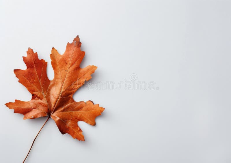 Brown Maple Leaf on White Background Stock Photo - Image of foliage ...